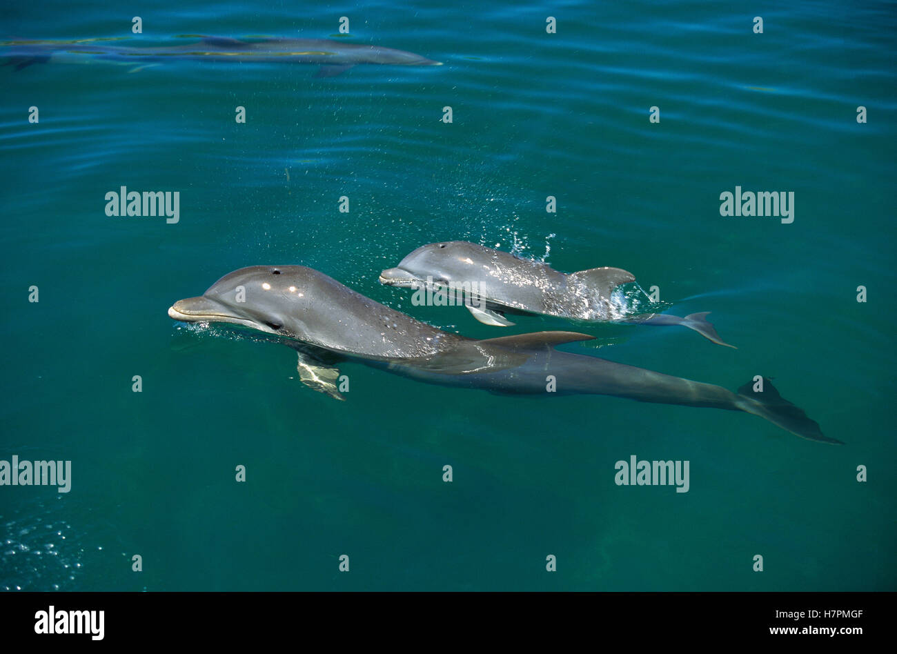 Bottlenose Dolphin (Tursiops truncatus) mother with baby surfacing, Caribbean Stock Photo - Alamy