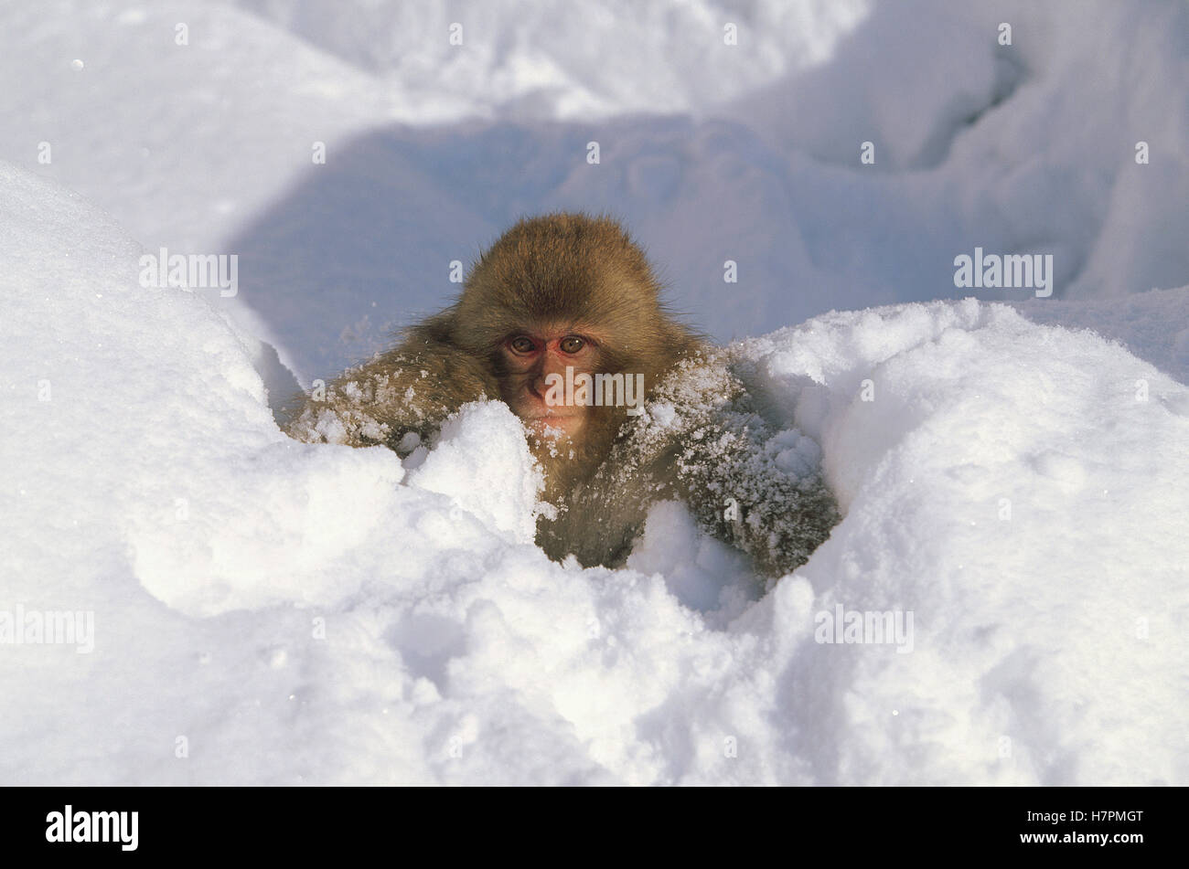 Japanese Macaque (Macaca fuscata) baby playing in snow, Japanese Alps ...