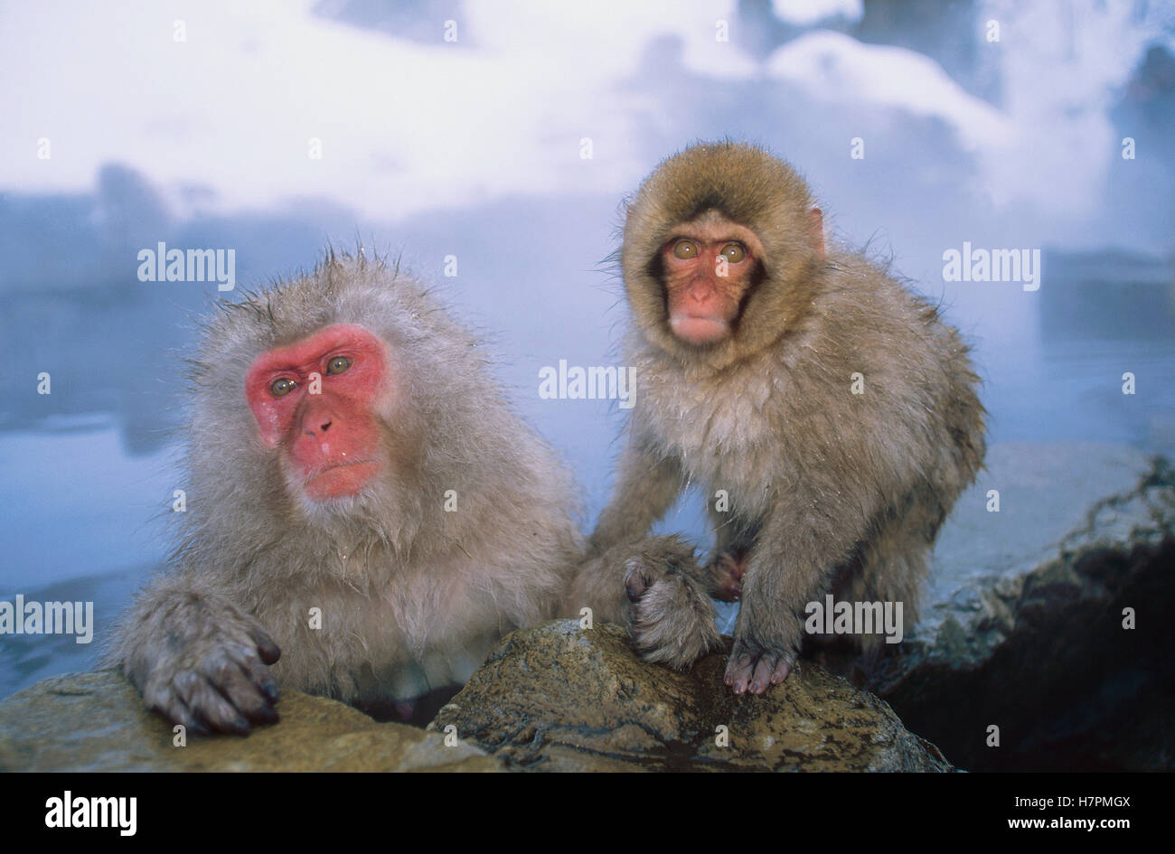 Japanese Macaque (Macaca fuscata) group soaking in hot springs ...