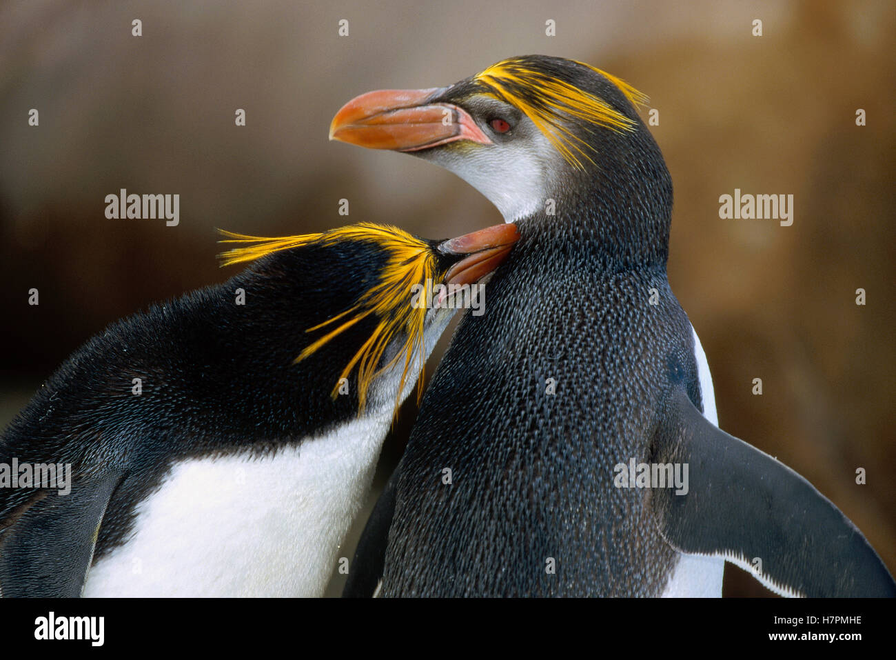 Royal Penguin (Eudyptes schlegeli) couple in courtship preening ritual ...