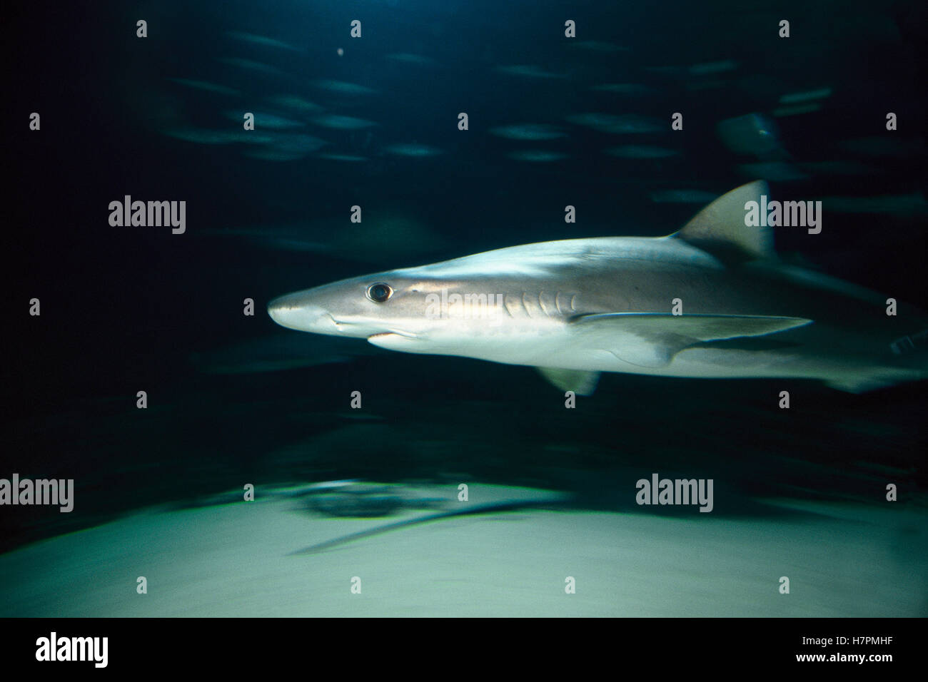 School Shark (Galeorhinus galeus) swimming in aquarium, New Zealand ...