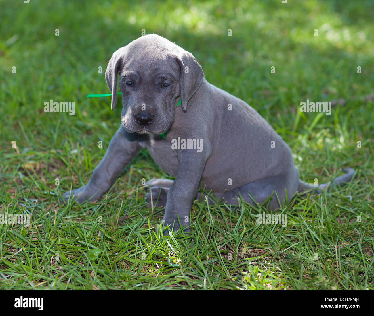 Very young grey Great Dane purebred out on the grass Stock Photo - Alamy