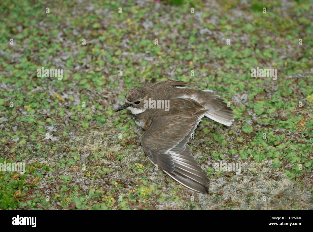 Double-banded Plover (Charadrius bicinctus) using broken wing display ...