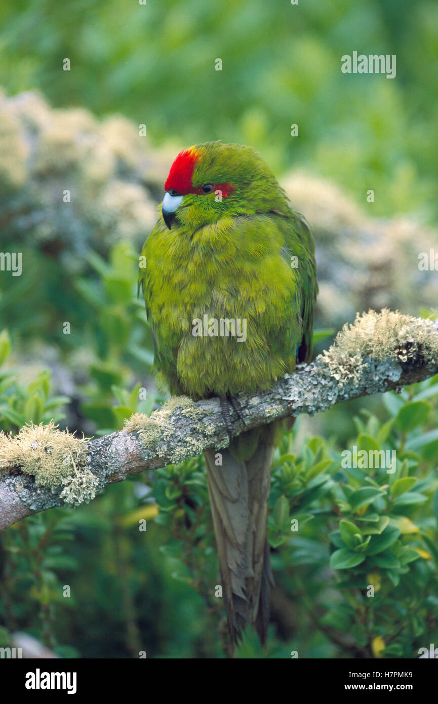Green-cheeked Amazon Parrot (Amazona viridigenalis) perching on branch ...