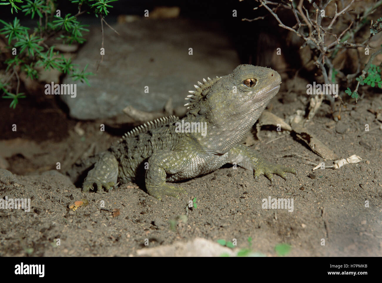 Tuatara (Sphenodon punctatus) portrait, the only surviving species of ...