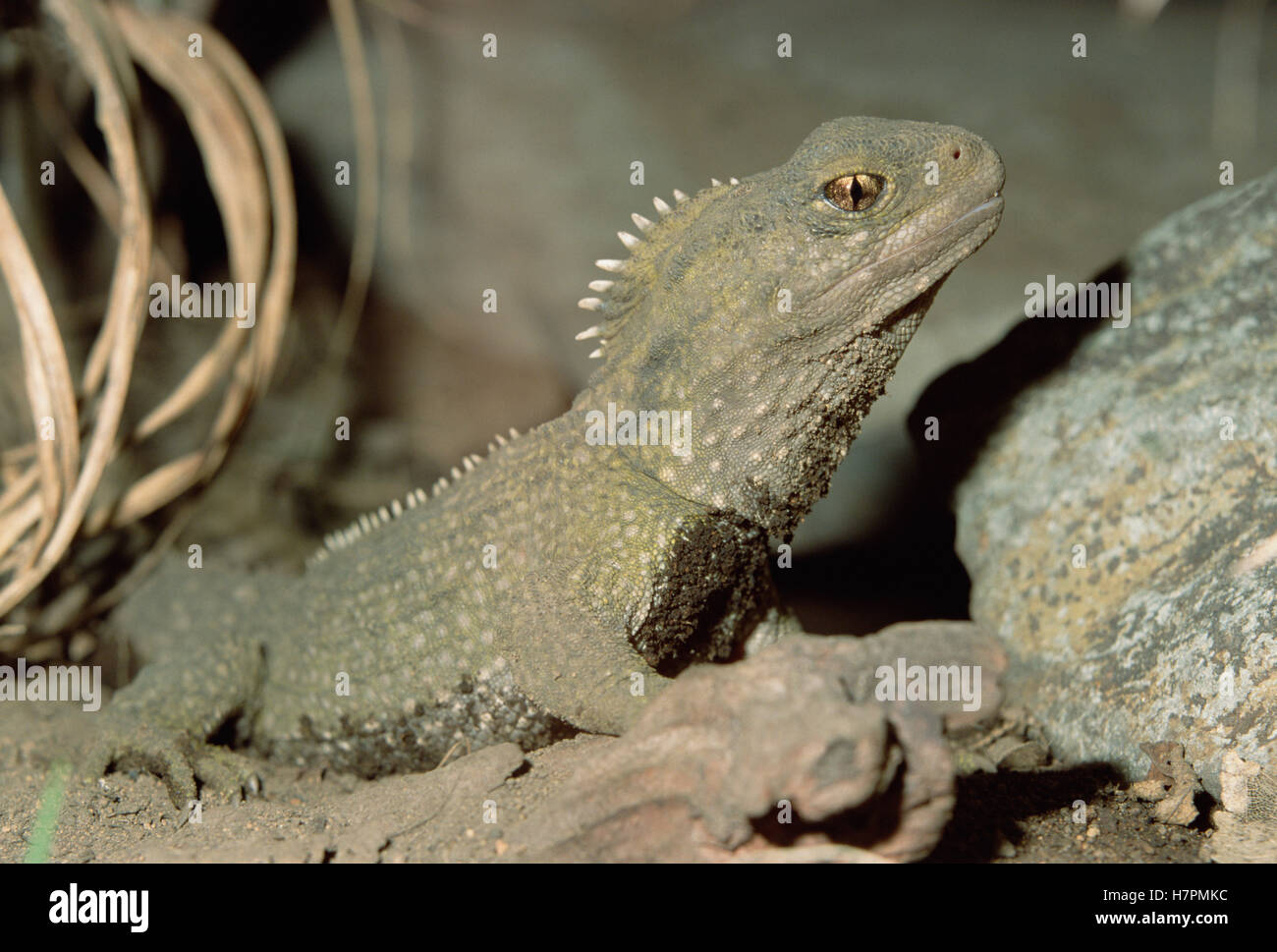 Tuatara (Sphenodon punctatus) portrait, the only surviving species of ...