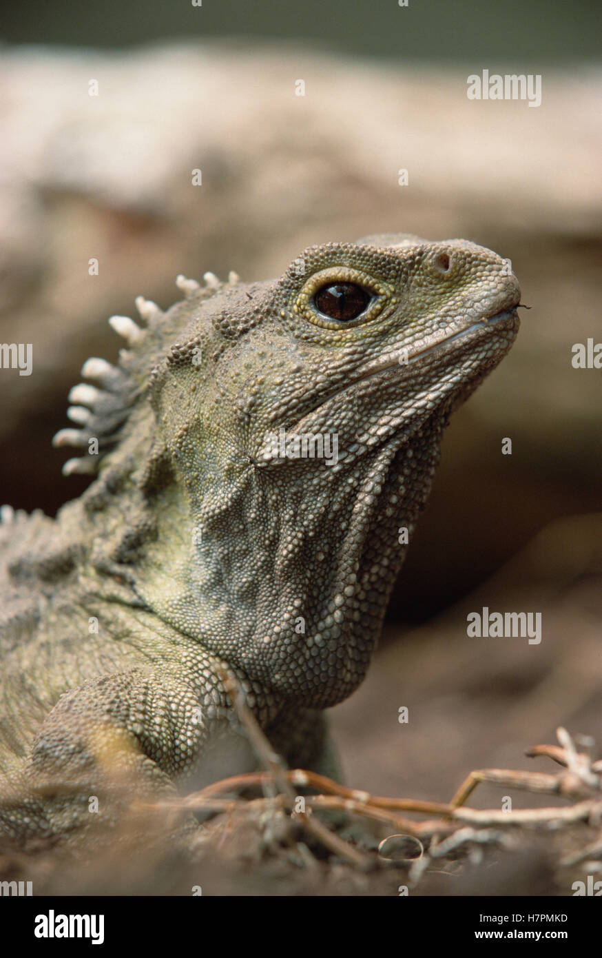 Tuatara (Sphenodon punctatus) portrait, the only surviving species of ...