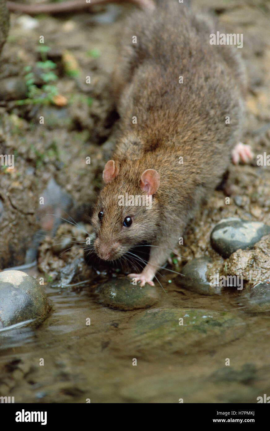 Rat (Rattus sp) at stream edge, introduced species, North Island, New ...