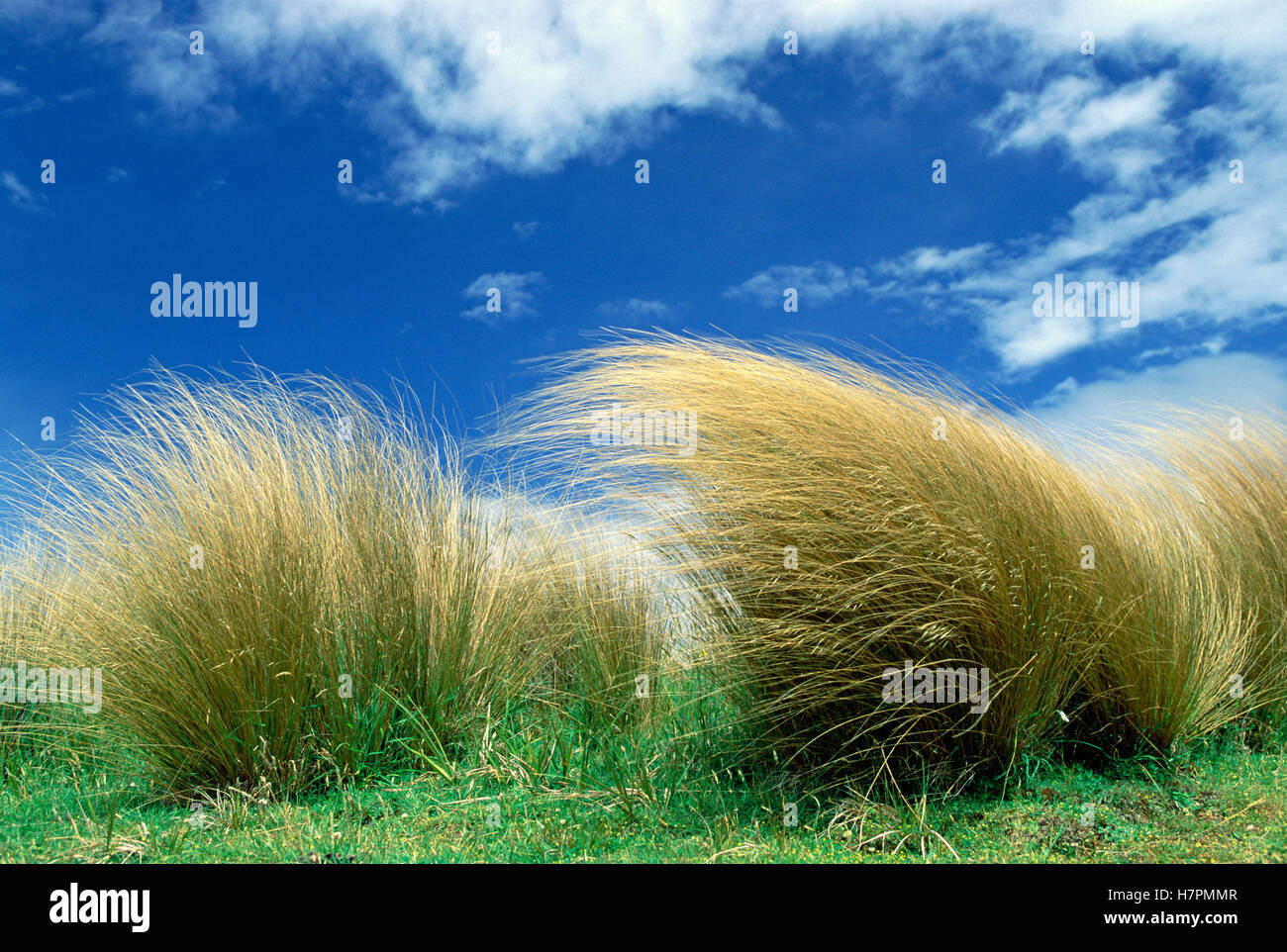 Red Tussock (Chionochloa rubra), South Island, New Zealand Stock Photo ...