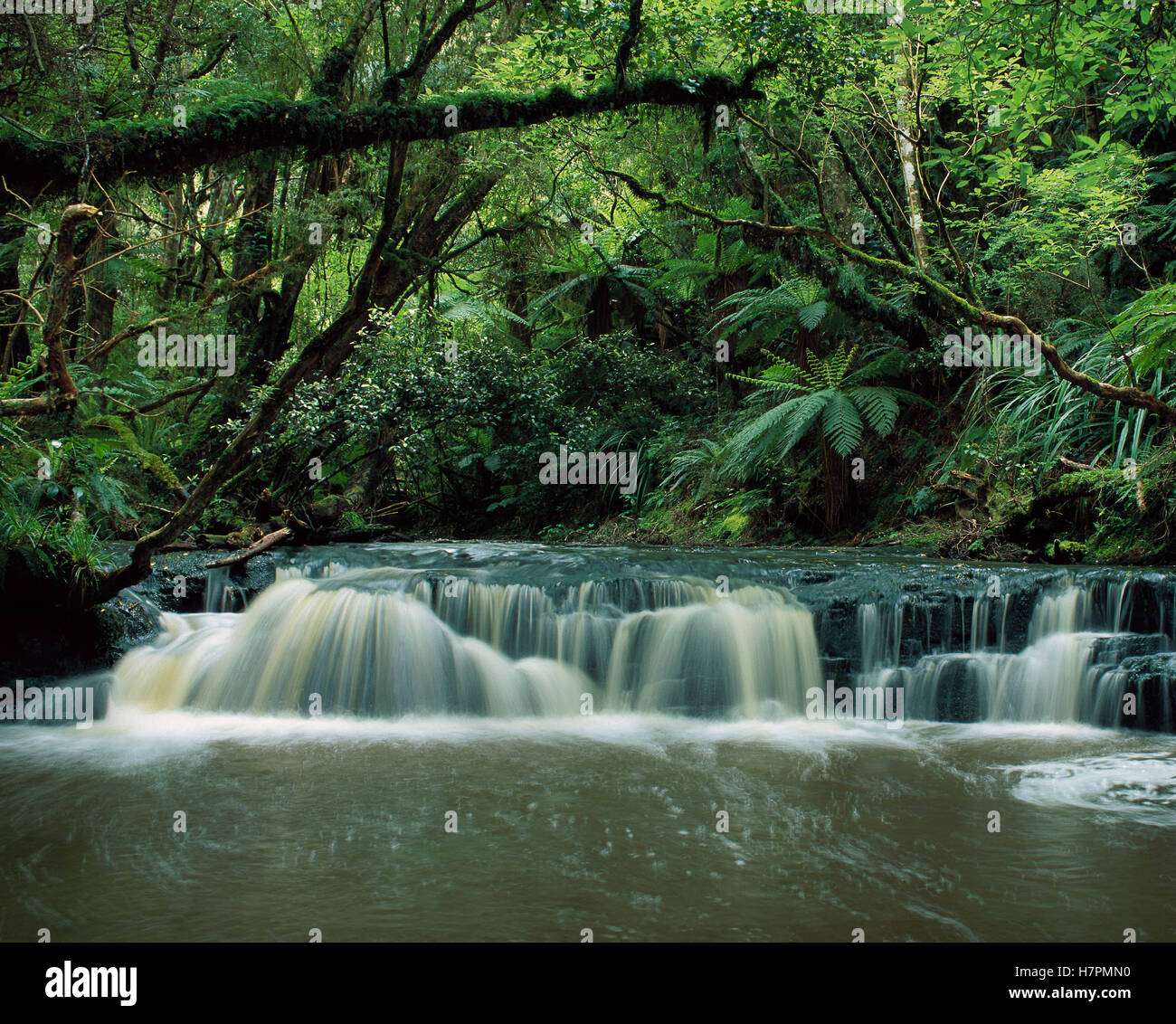 Purakaunui River flowing through rainforest, Catlins, South Island, New ...
