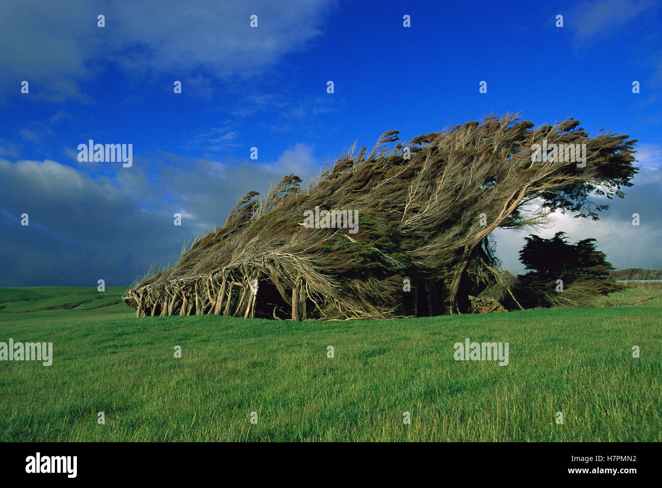 Windswept trees, Slope Point, South Island, New Zealand Stock Photo - Alamy