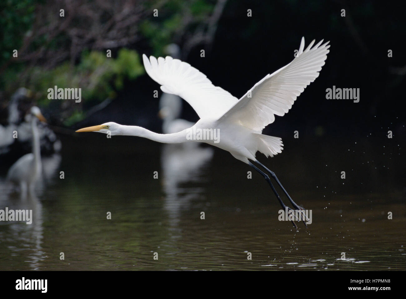 Great Egret (Ardea alba) flying, North America Stock Photo - Alamy