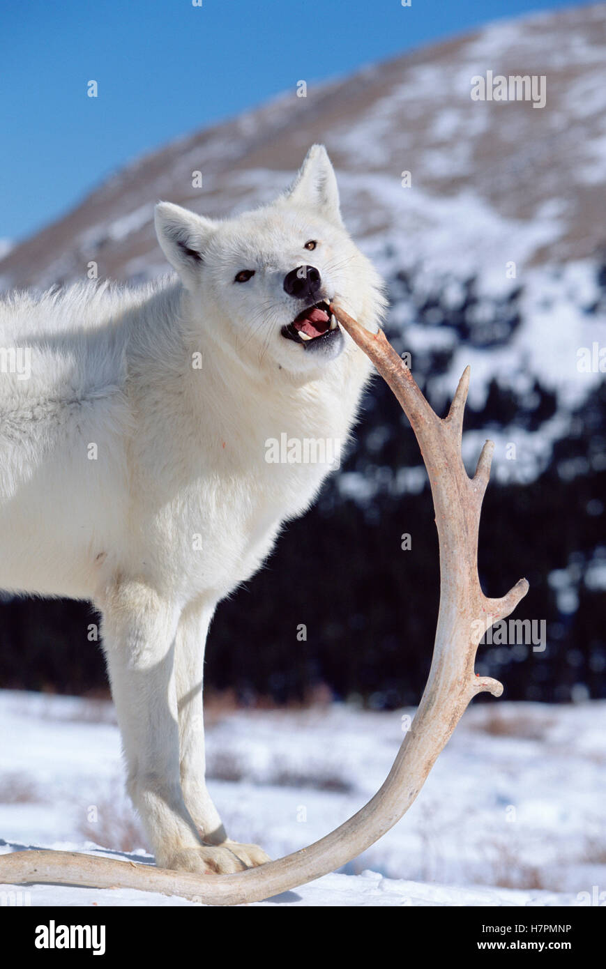 Timber Wolf (Canis lupus) chewing on antler, Colorado Game Farm Stock ...
