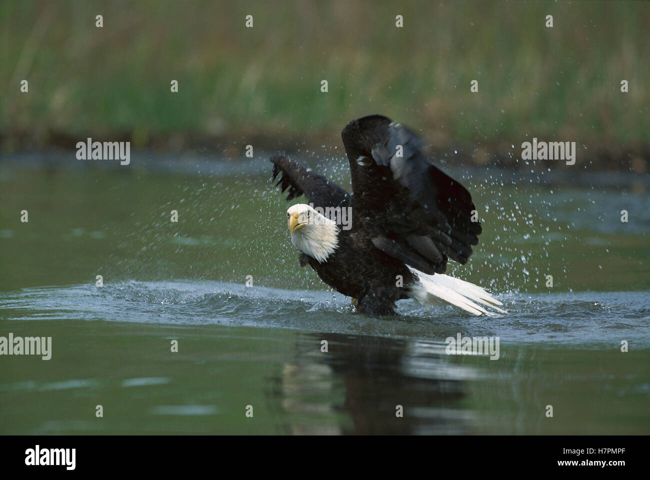 Bald Eagle (Haliaeetus leucocephalus) bathing in shallow water, North ...