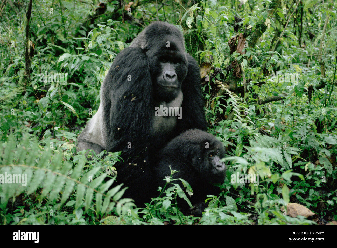 Mountain Gorilla (Gorilla gorilla beringei) pair mating, central Africa ...