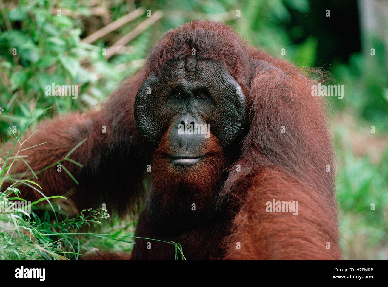 Orangutan (Pongo pygmaeus) old male, Tanjung Puting National Park ...
