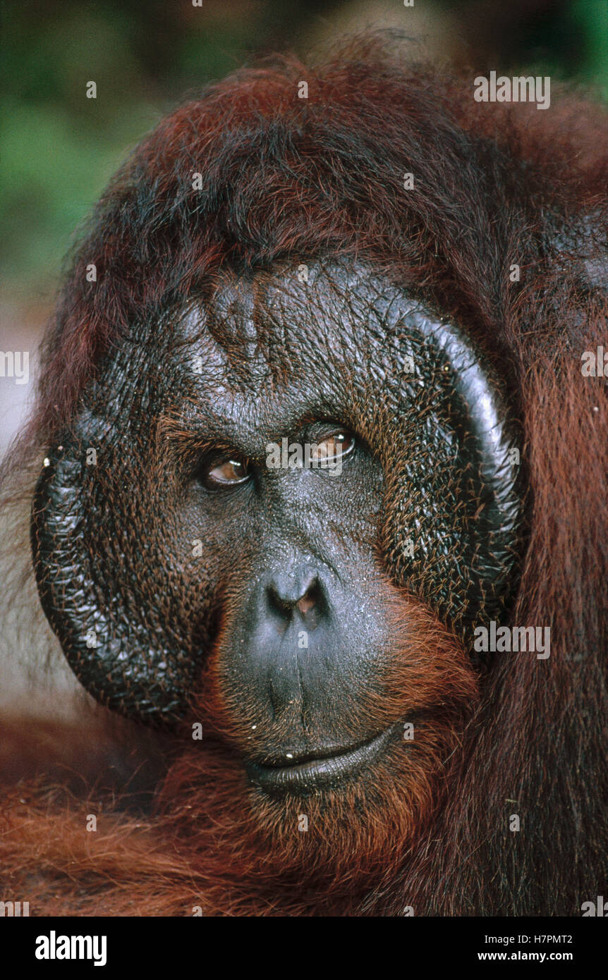 Orangutan (Pongo pygmaeus) old male, Tanjung Puting National Park ...