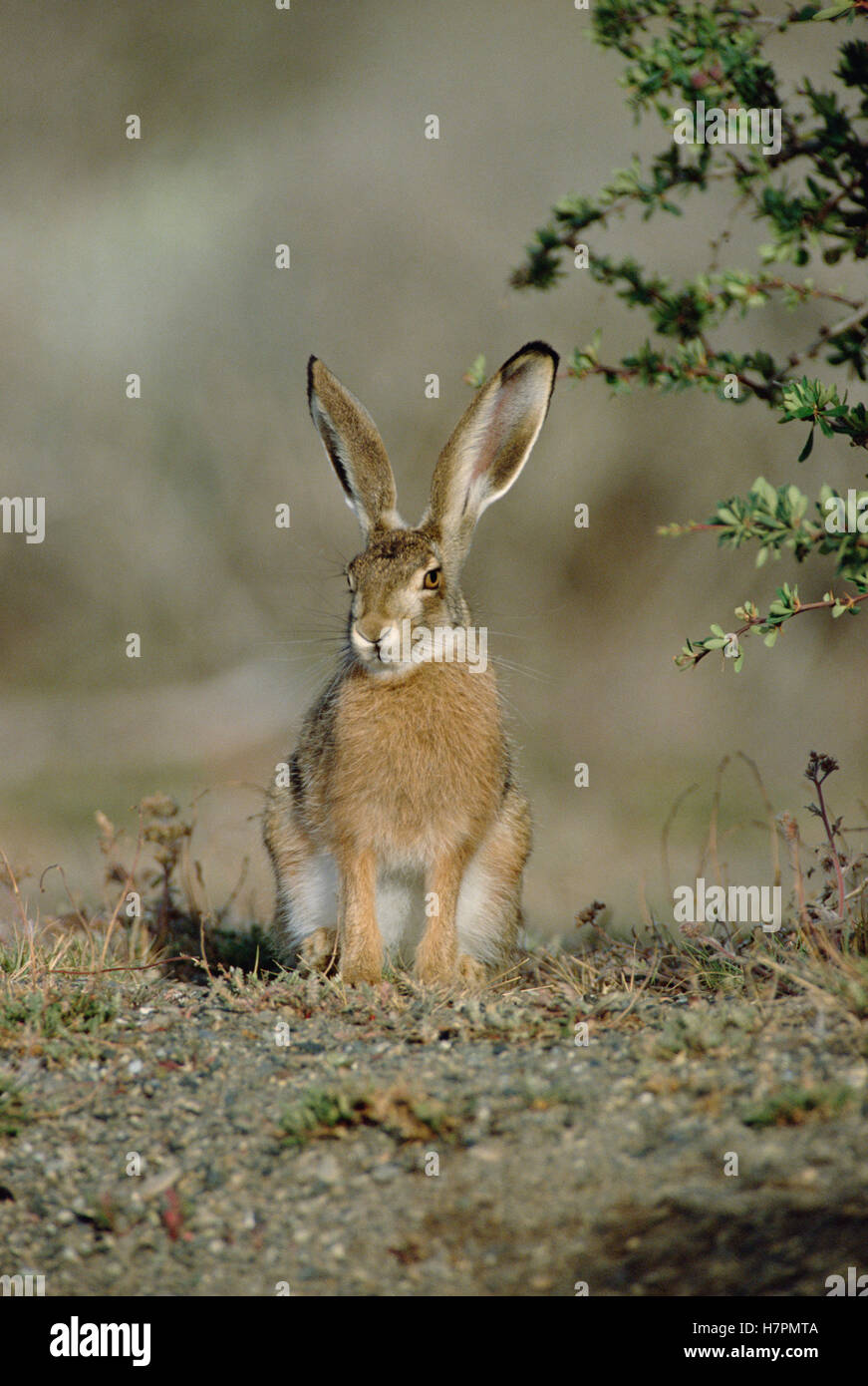 Cape Hare (Lepus capensis) portrait, Africa Stock Photo - Alamy