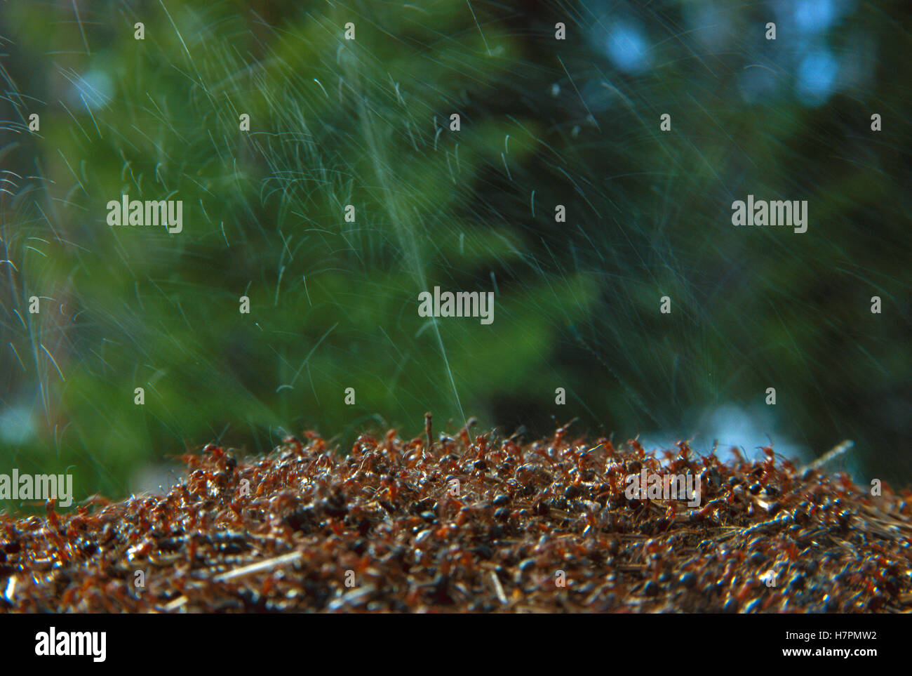 Red Wood Ant (Formica rufa) colony reacting in defensive behavior by ...