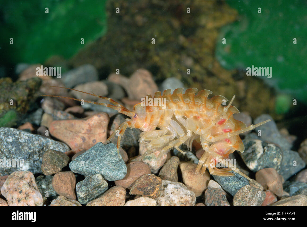 Amphipod (Eucarinogammarus sp) on rocky lake bed, Lake Baikal, Russia ...