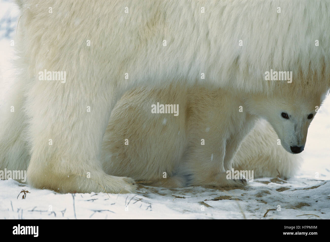 Polar Bear (Ursus maritimus) cub peering out from beneath the warmth and protection of its ...