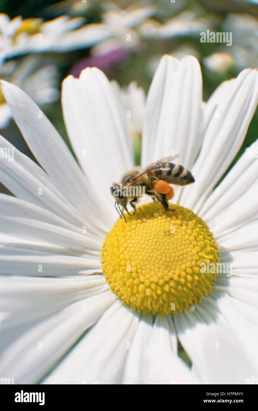 Pollen on hind legs hi-res stock photography and images - Alamy