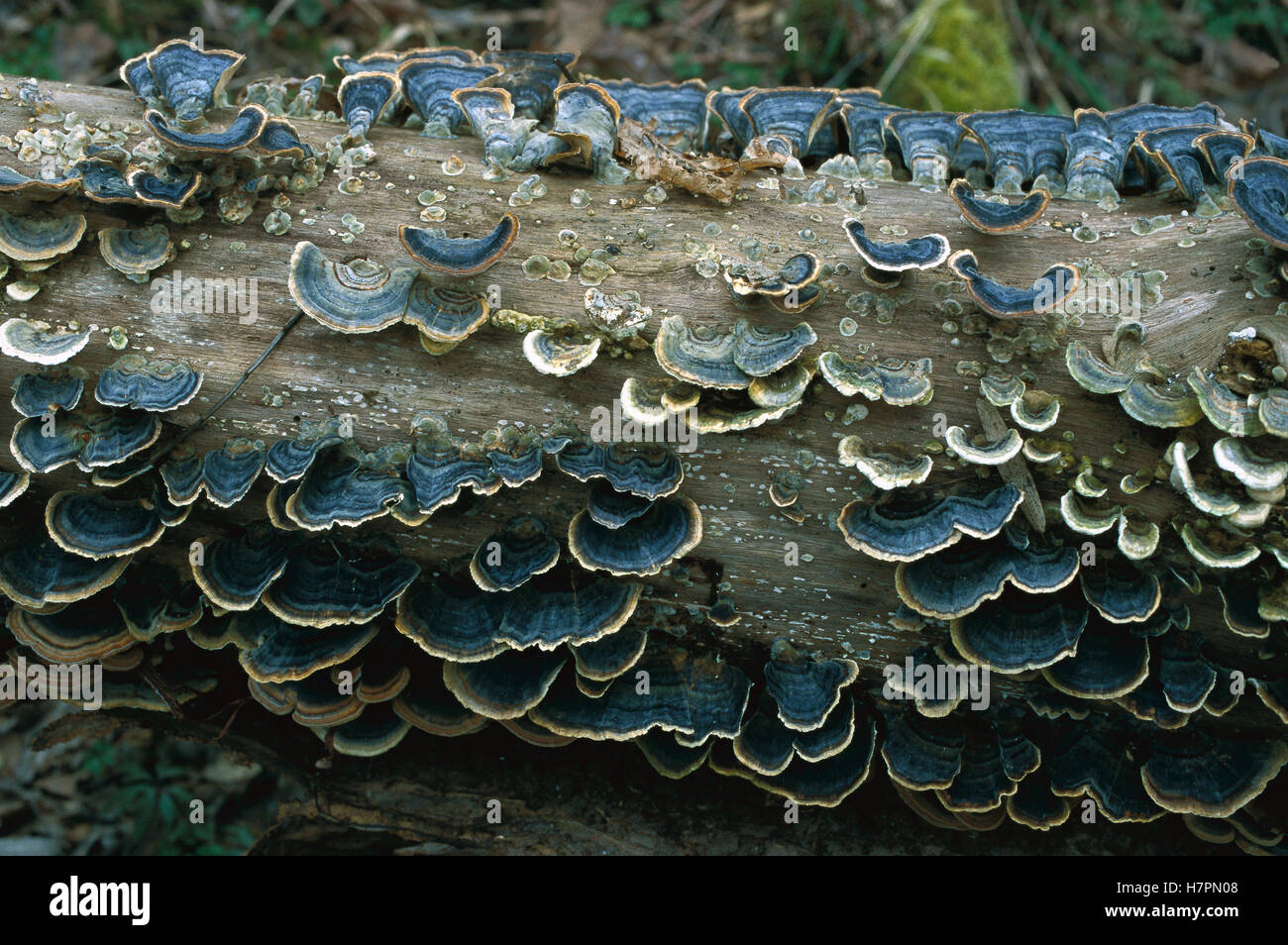 Bracket Fungus (Polyporaceae) growing on log, Oberbayern, Germany Stock ...