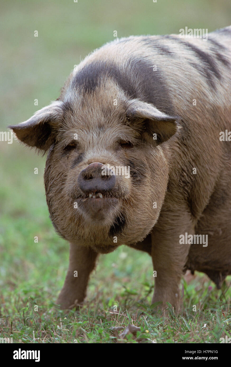 Domestic Pig (Sus scrofa domesticus) portrait, Pantanal, Brazil Stock ...