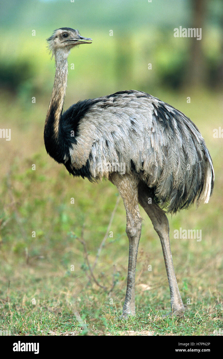 Greater Rhea (Rhea americana), Pantanal, Brazil Stock Photo - Alamy
