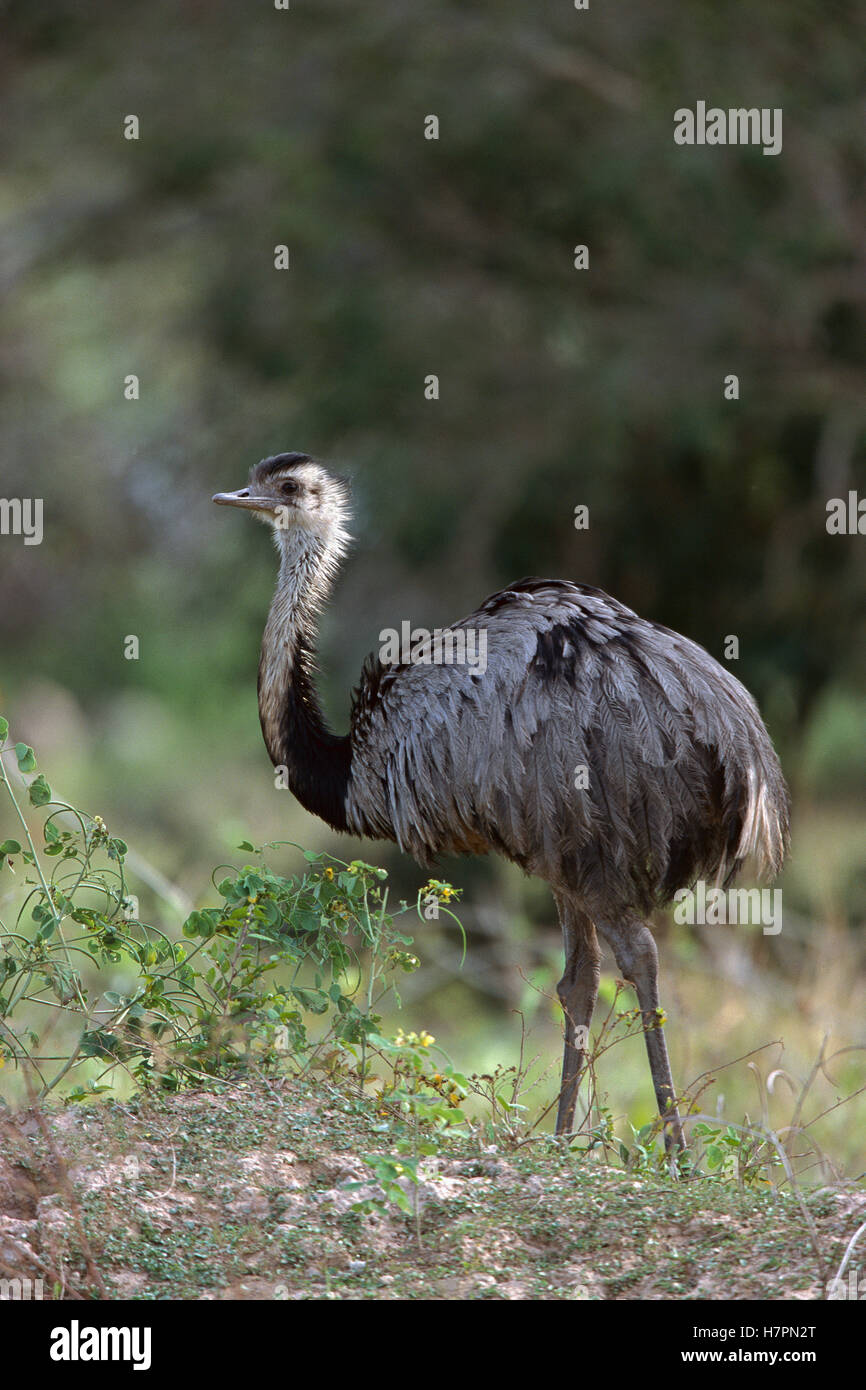 Greater Rhea (Rhea americana), Pantanal, Brazil Stock Photo - Alamy