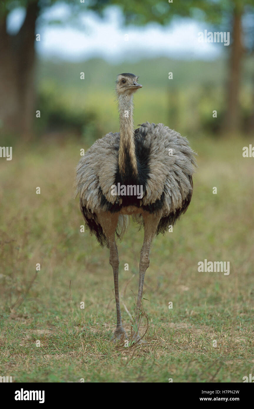 Greater Rhea (Rhea americana), Pantanal, Brazil Stock Photo - Alamy