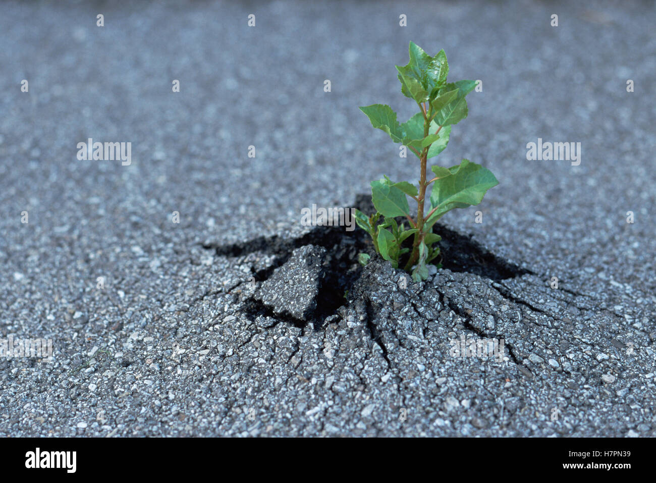 Tree sapling breaking through asphalt, Pantanal, Brazil Stock Photo - Alamy