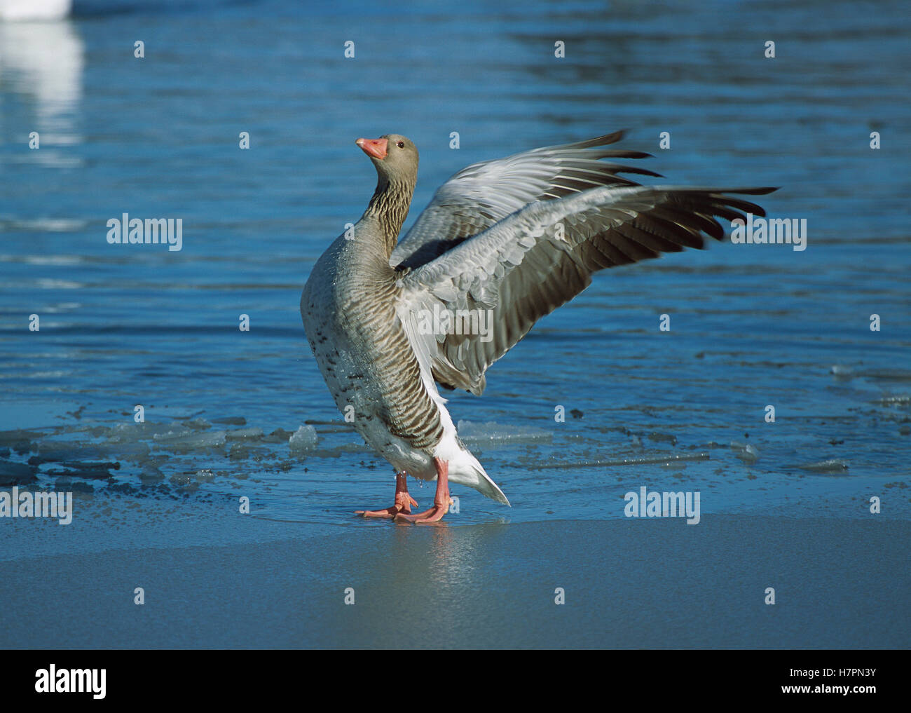 Greylag Goose (Anser anser) standing on ice, stretching its wings ...