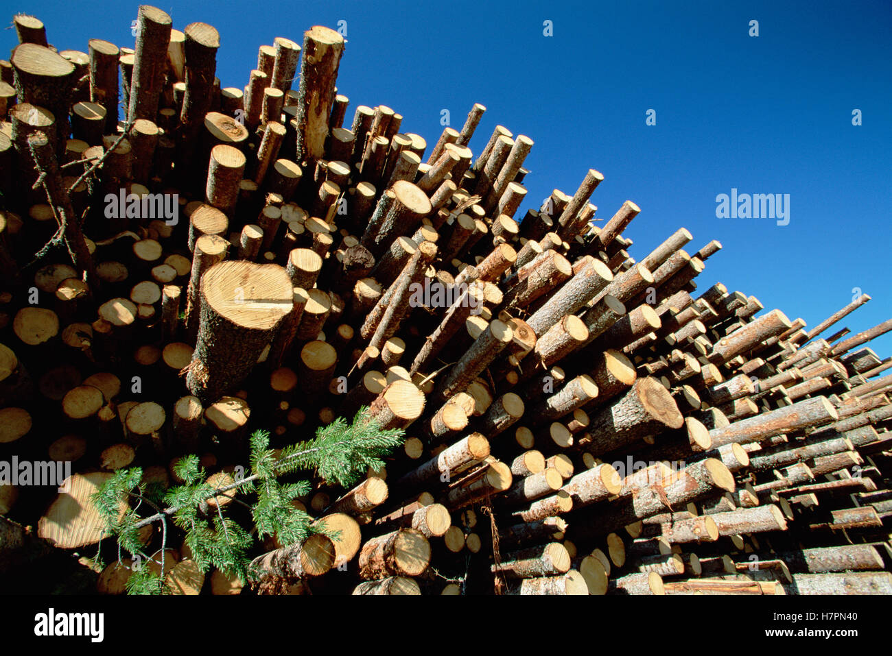 Pine (Pinus sp) logs drying before being milled, Sweden Stock Photo - Alamy