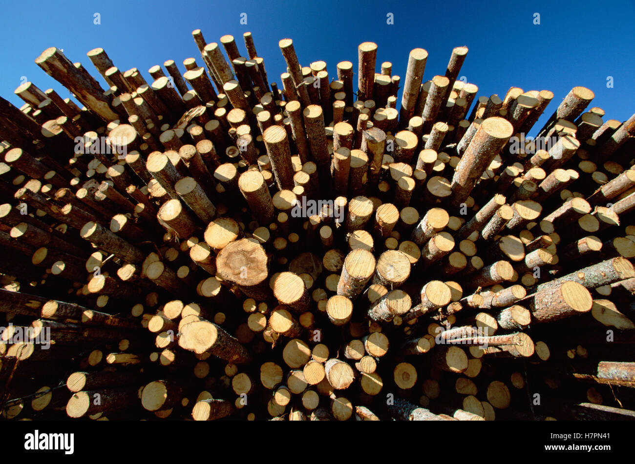 Pine (Pinus sp) logs drying before being milled, Sweden Stock Photo - Alamy