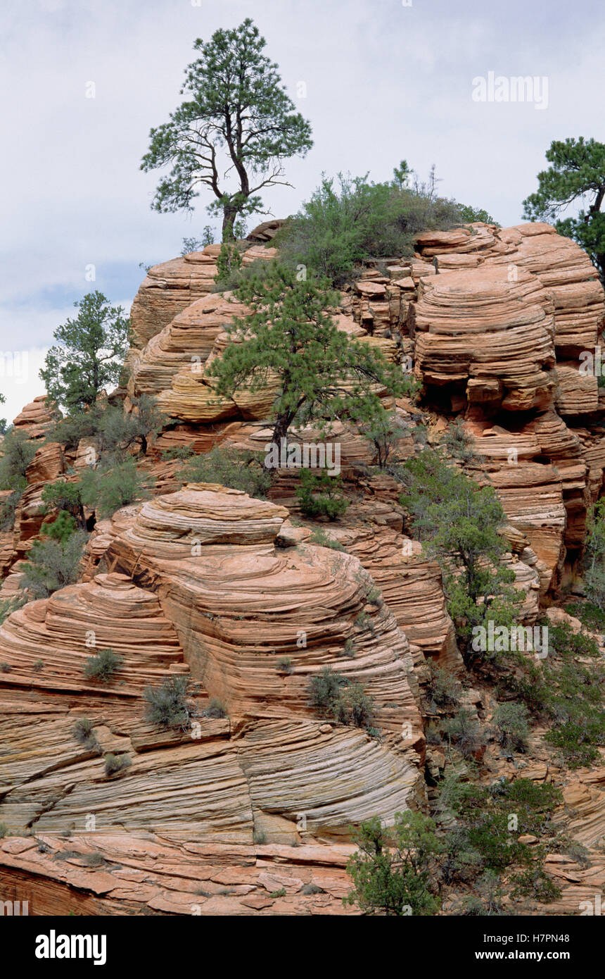 Pinyons and junipers grow from eroded sedimentary sandstone boulders ...