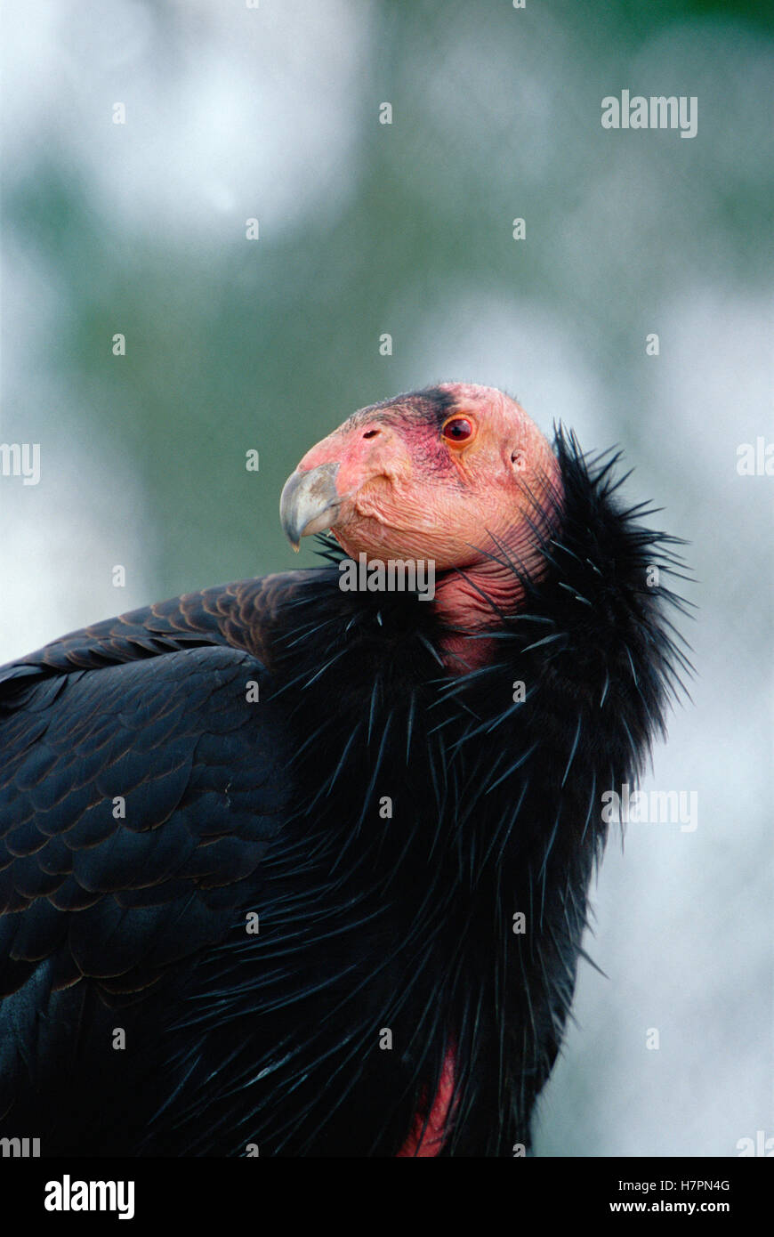 California Condor (Gymnogyps californianus) portrait in conservation ...