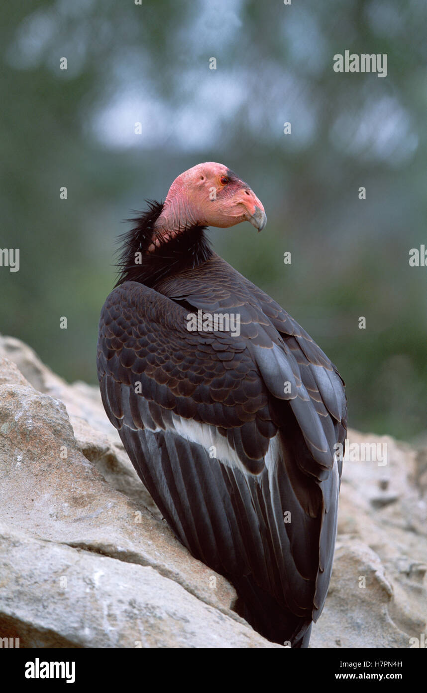 California Condor (Gymnogyps californianus) portrait in conservation ...