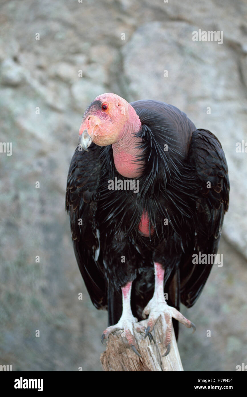 California Condor (Gymnogyps californianus) portrait, North America ...