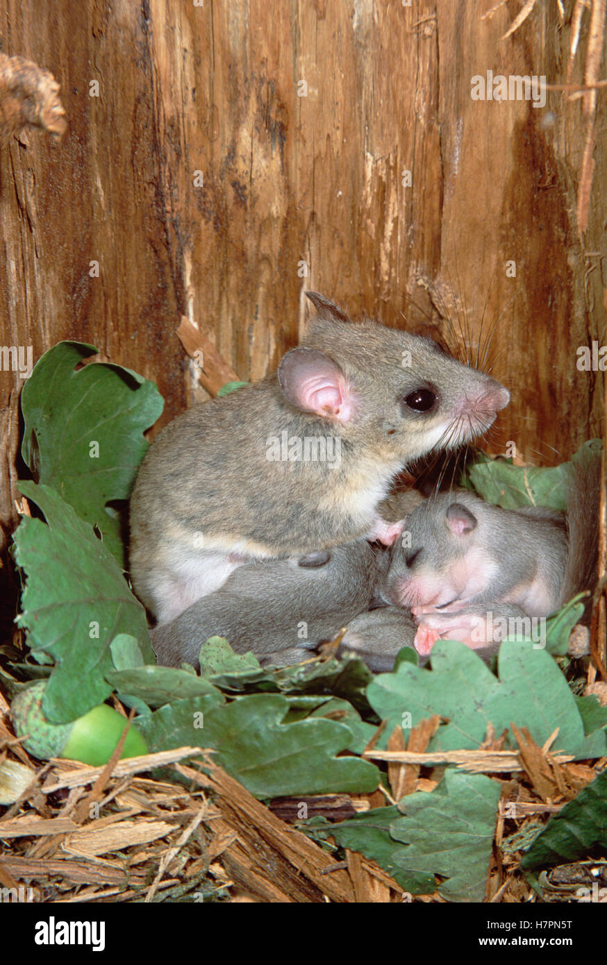 Fat Dormouse (Glis glis) mother nursing young in nest lined with acorns ...