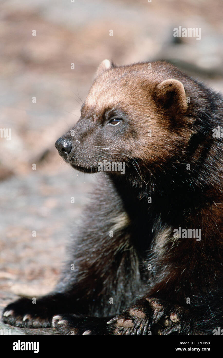 Wolverine (Gulo gulo) male portrait, threatened, Sweden Stock Photo - Alamy