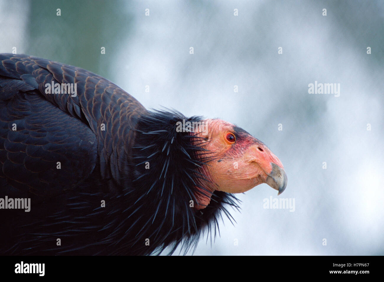 California Condor (Gymnogyps californianus) portrait, California Stock ...
