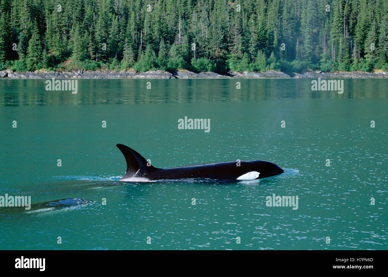 Orca (Orcinus orca) surfacing, Inside Passage, Alaska Stock Photo - Alamy