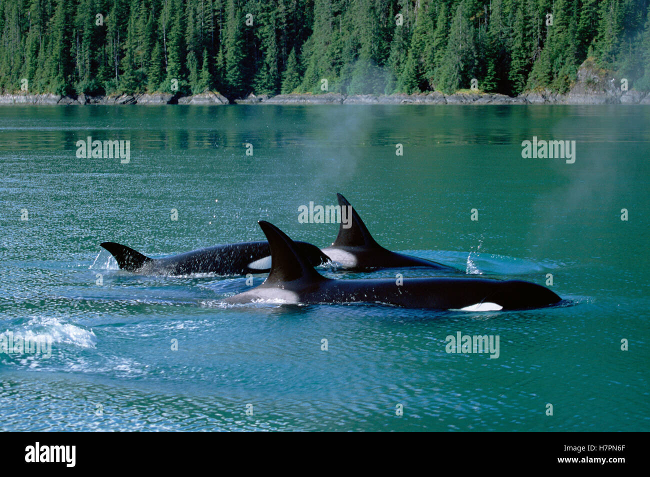 Orca (Orcinus orca) pod surfacing, Inside Passage, Alaska Stock Photo ...
