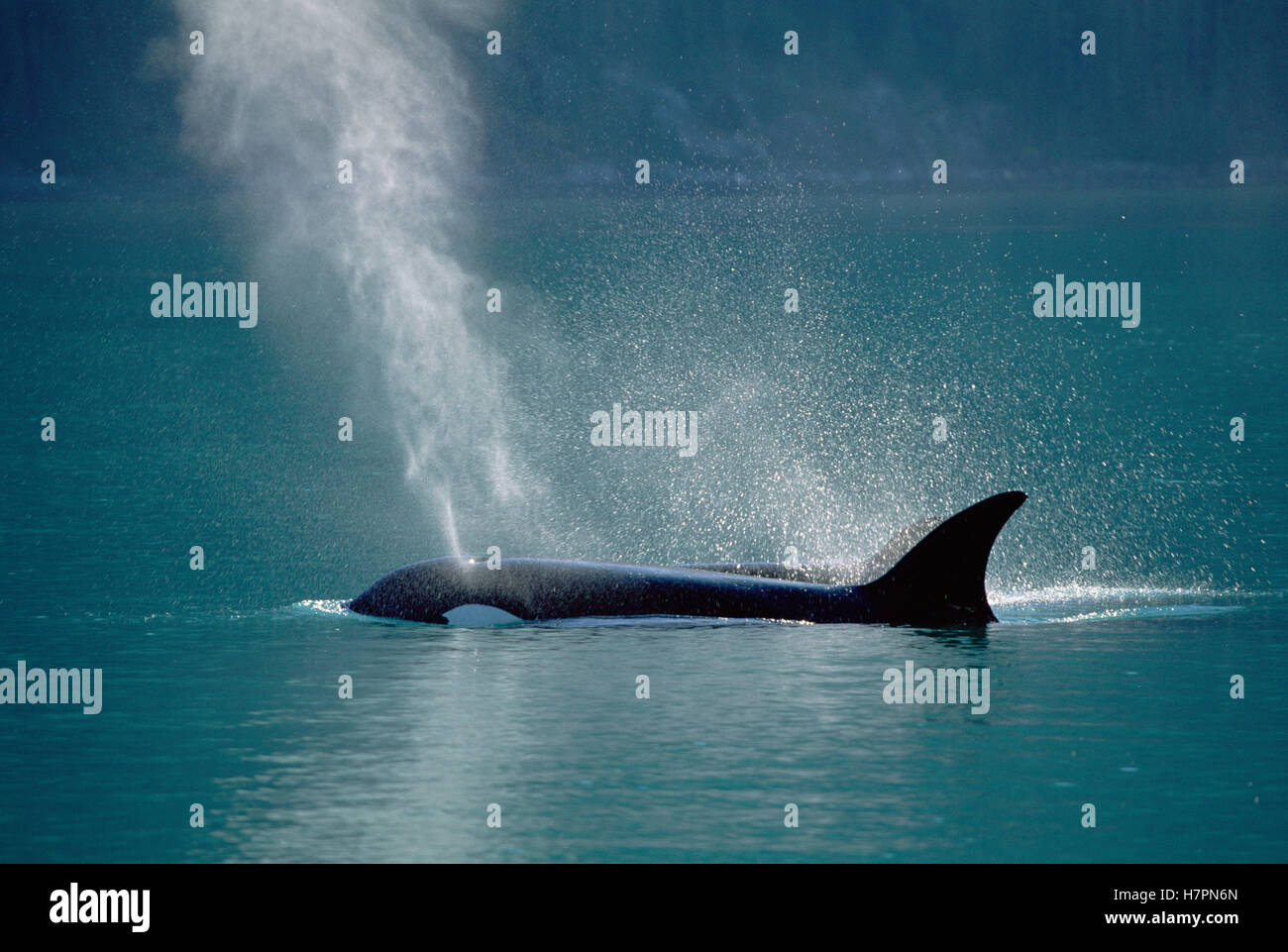 Orca (Orcinus orca) female surfacing and spouting, Inside Passage ...