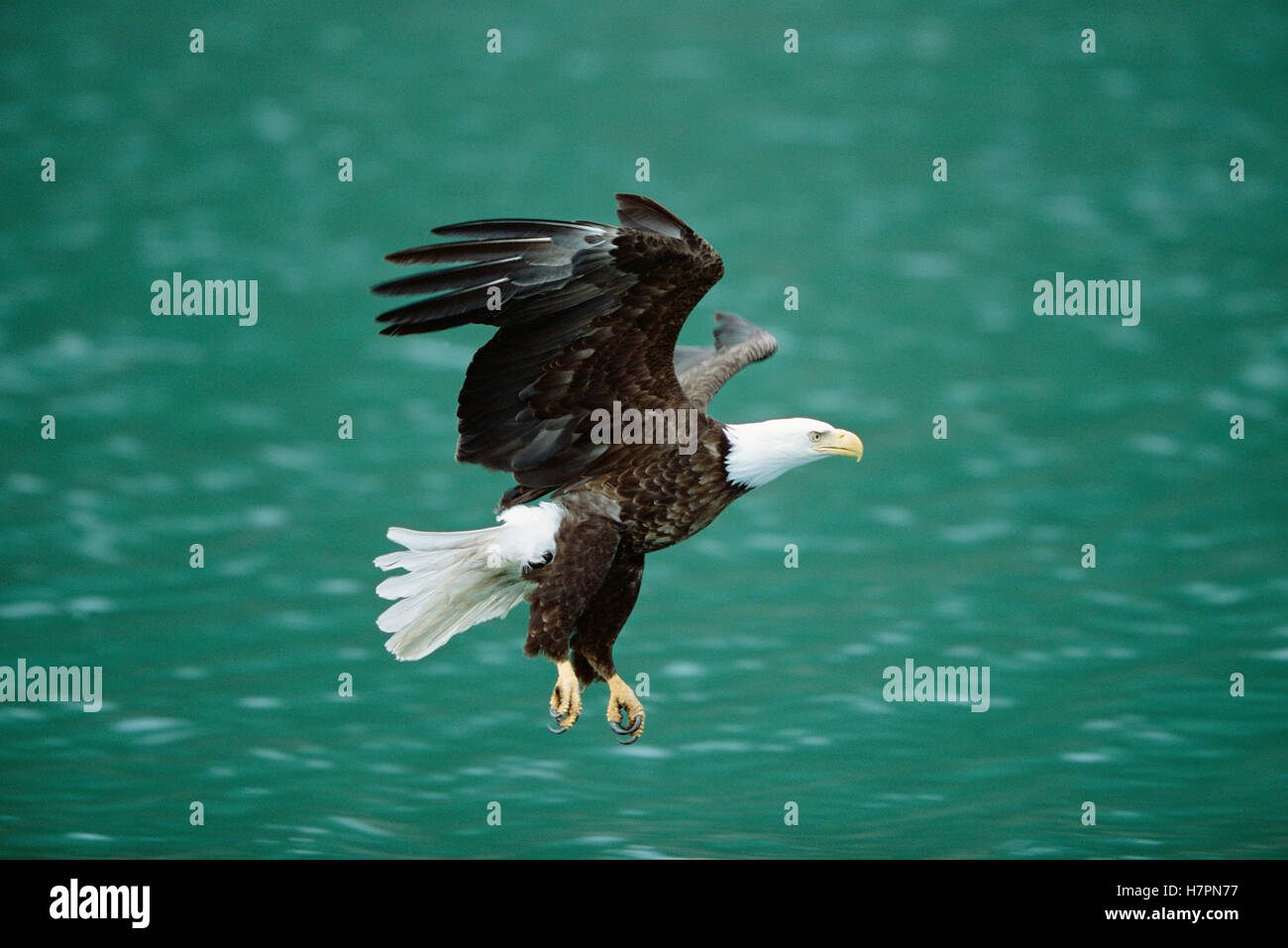Bald Eagle (Haliaeetus leucocephalus) flying over water, Homer, Alaska Stock Photo - Alamy