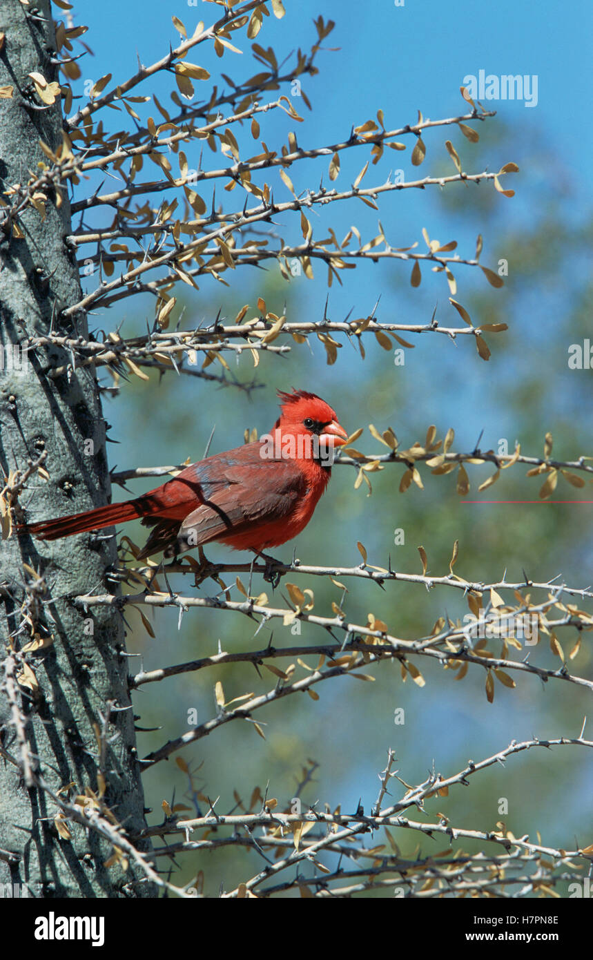 Northern Cardinal (Cardinalis cardinalis) male perched in cactus ...
