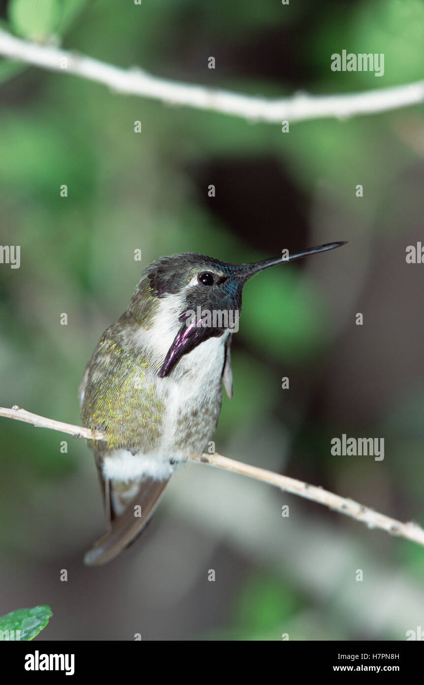 Costa's Hummingbird (Calypte costae) male at rest, Sonora Desert Museum ...