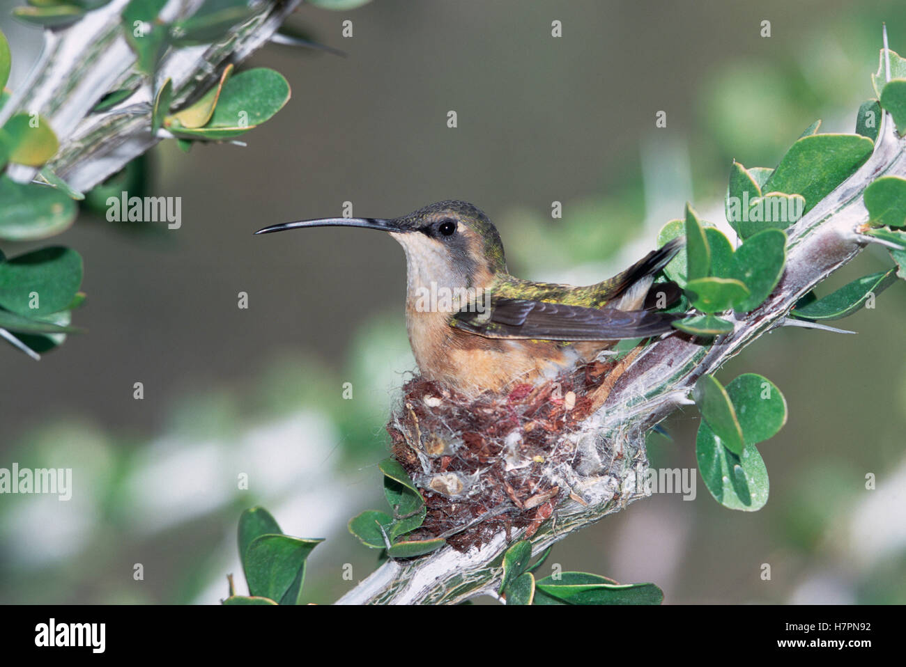 Lucifer Hummingbird (Calothorax lucifer) female incubating eggs on nest ...