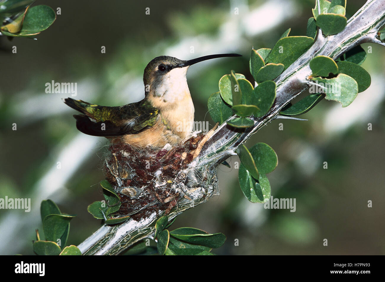 Lucifer Hummingbird (Calothorax lucifer) female incubating eggs on nest ...
